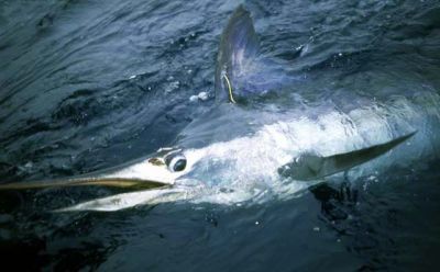 巴劳鱵级潜艇译名浅谈 - 碧蓝航线WIKI_BWIKI_哔哩哔哩