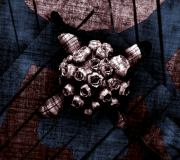 Barnacle Ball - 前方高能WIKI_BWIKI_哔哩哔哩